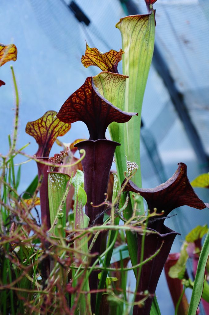 Sarracenia flava var. rubricorpora - Stranger Plants Sarracenia flava var. rubricorpora - Stranger Plants